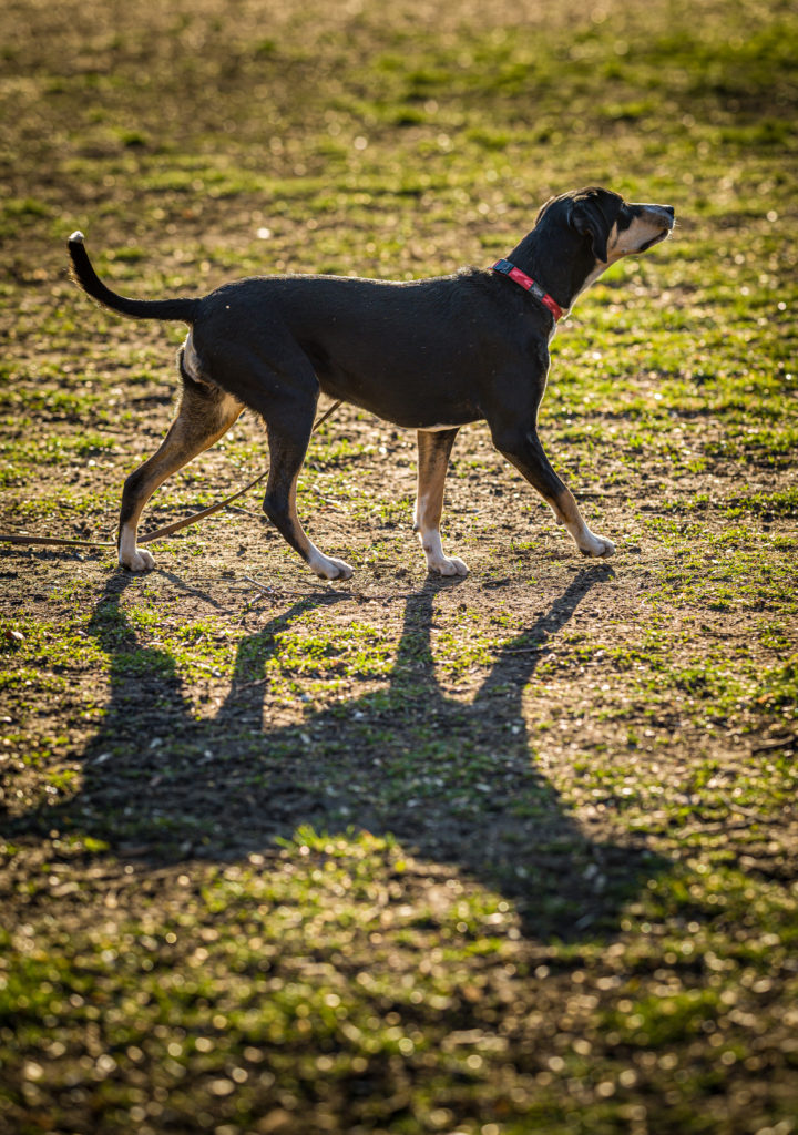 Erdélyi Kopó - Négylábúak oldala